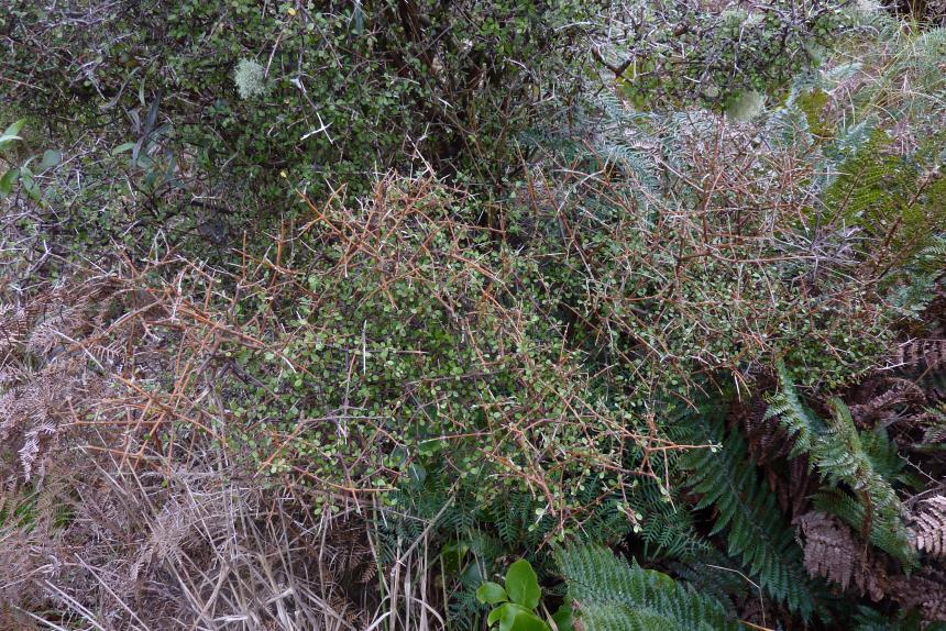 Flora of New Zealand | Gallery Profile | Coprosma rigida