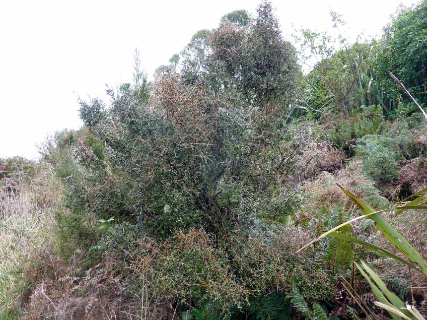 Flora of New Zealand | Taxon Profile | Coprosma rigida