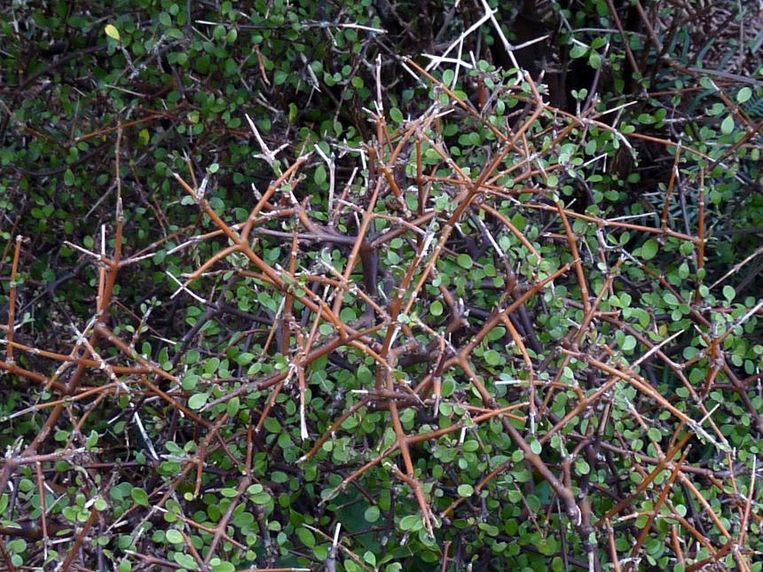 Flora of New Zealand | Gallery Profile | Coprosma rigida