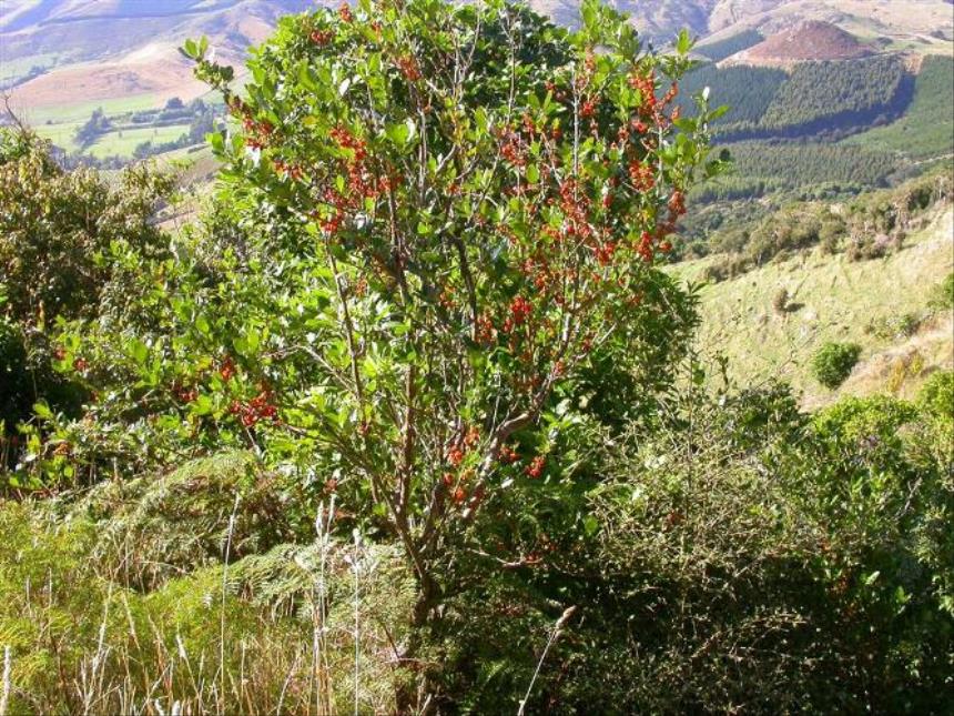 Flora of New Zealand | Taxon Profile | Coprosma robusta