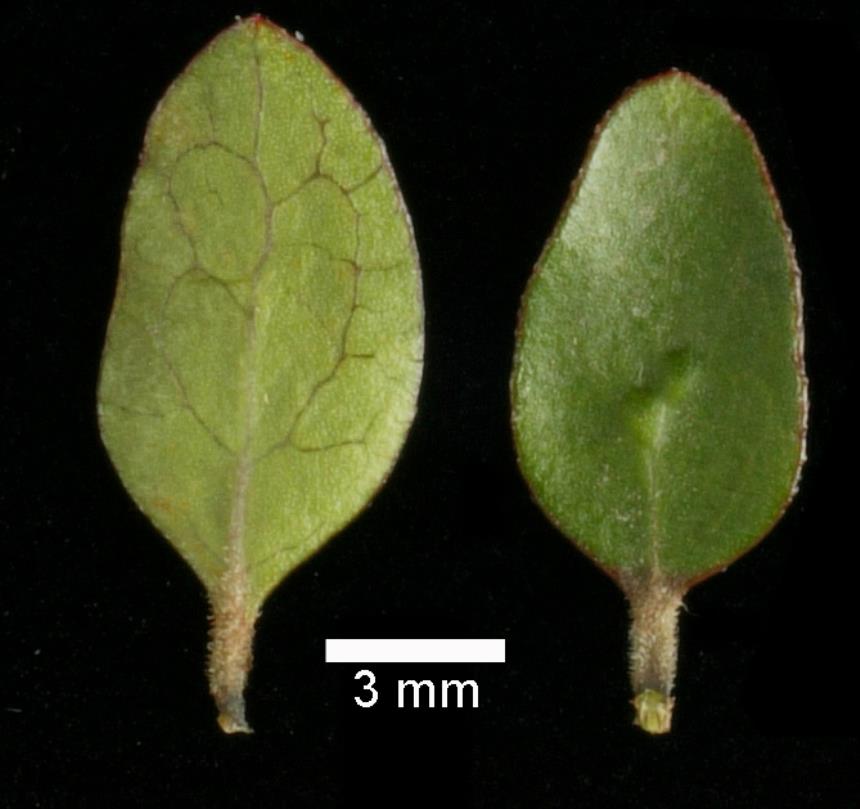 Flora of New Zealand | Gallery Profile | Coprosma rubra