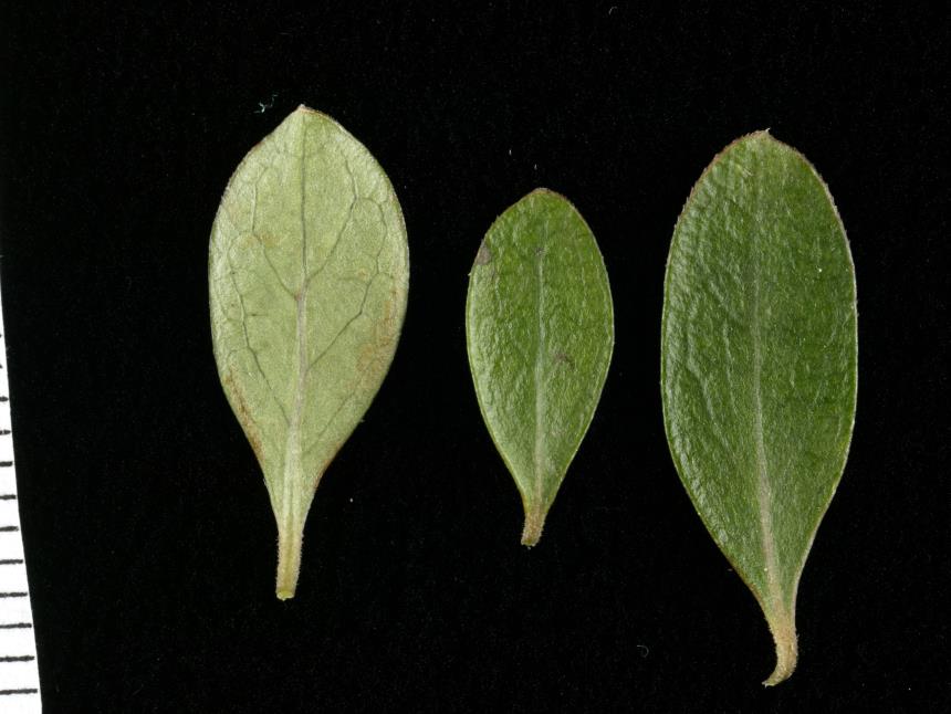 Flora of New Zealand | Gallery Profile | Coprosma rubra