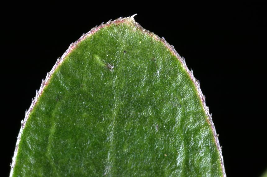 Flora of New Zealand | Gallery Profile | Coprosma rubra