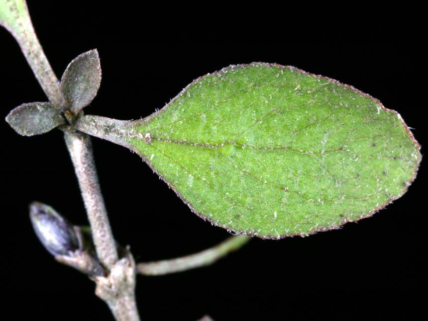Flora of New Zealand | Gallery Profile | Coprosma rubra