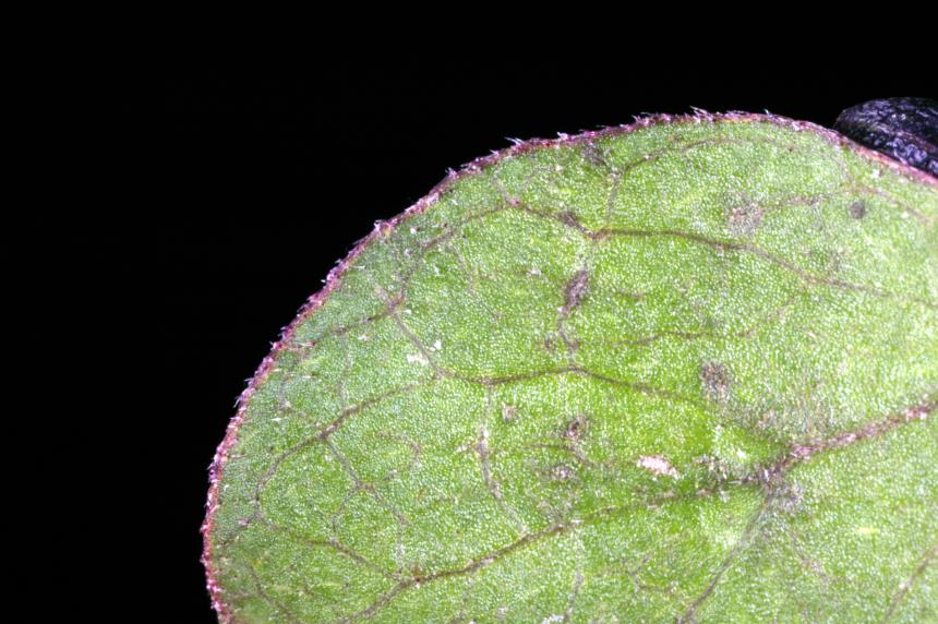 Flora of New Zealand | Gallery Profile | Coprosma rubra