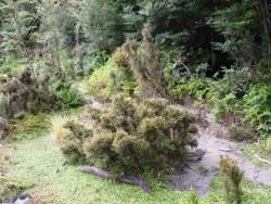 Flora of New Zealand | Taxon Profile | Coprosma rugosa