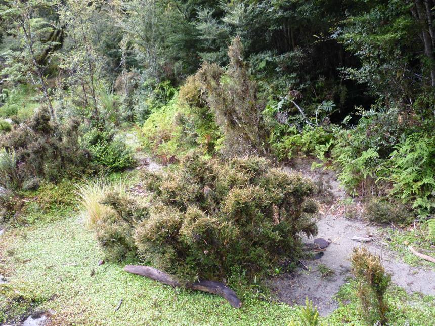 Flora of New Zealand | Taxon Profile | Coprosma rugosa