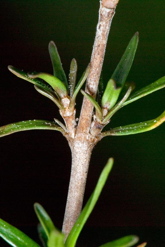Flora of New Zealand | Gallery Profile | Coprosma rugosa