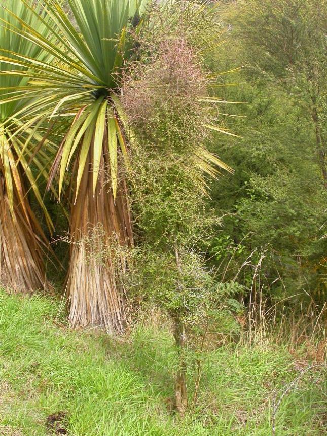 Flora of New Zealand | Taxon Profile | Coprosma virescens