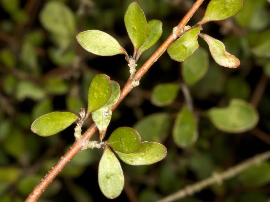Flora of New Zealand | Gallery Profile | Coprosma rigida