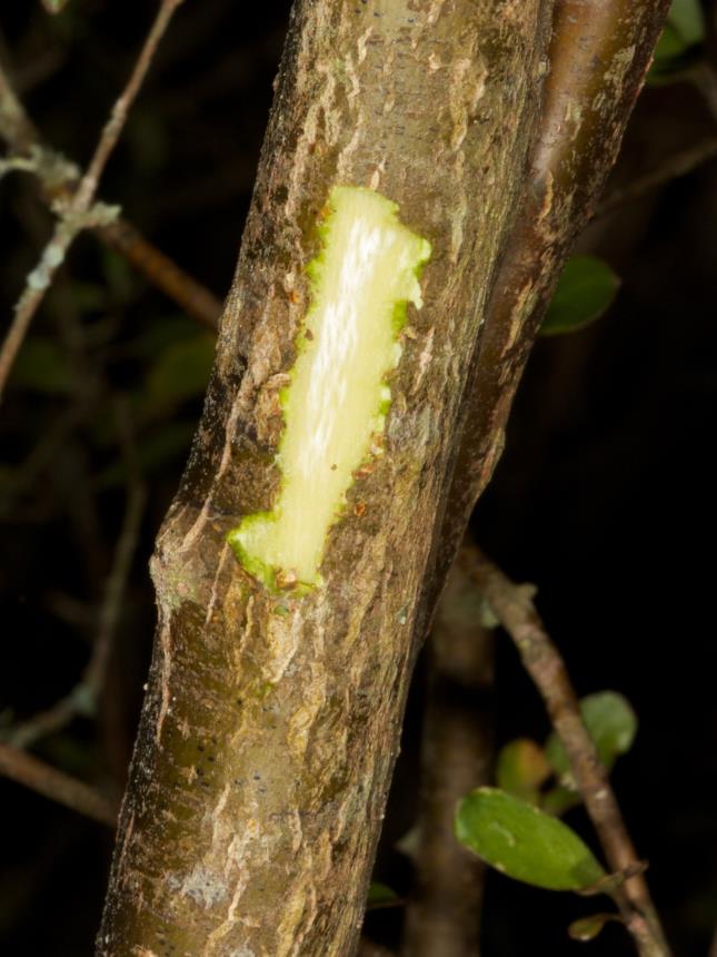 Flora of New Zealand | Gallery Profile | Coprosma rigida