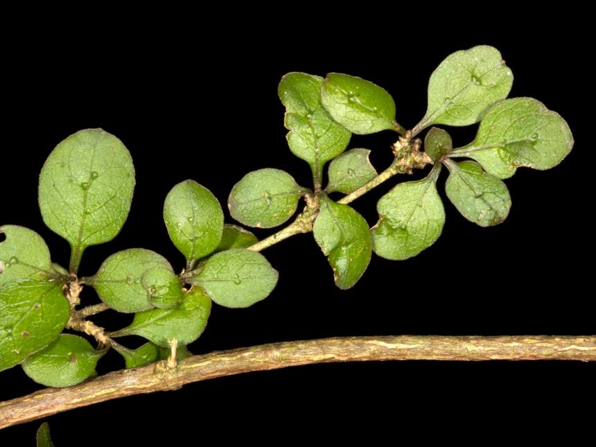 Flora of New Zealand | Taxon Profile | Coprosma rubra