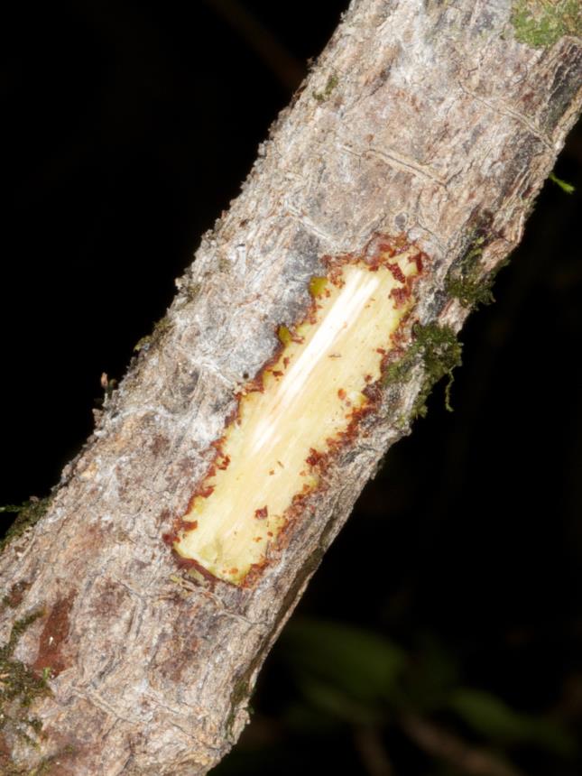 Flora of New Zealand | Gallery Profile | Coprosma rubra