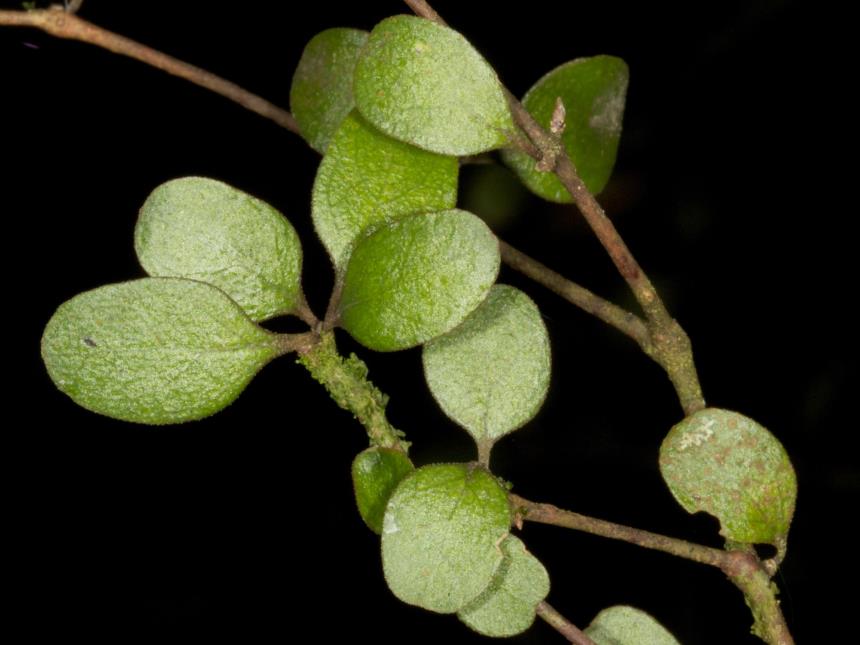 Flora of New Zealand | Gallery Profile | Coprosma rubra