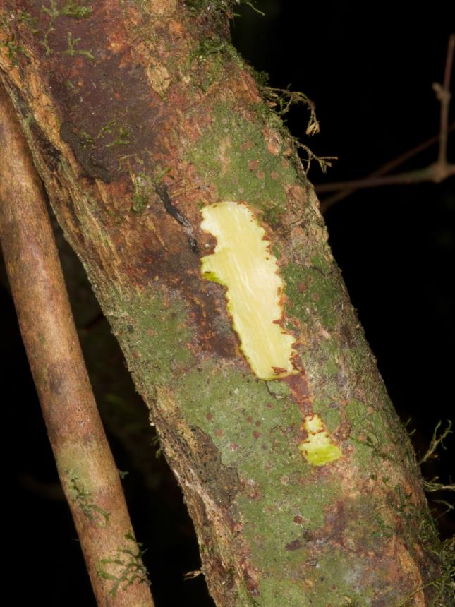 Flora of New Zealand | Gallery Profile | Coprosma rubra