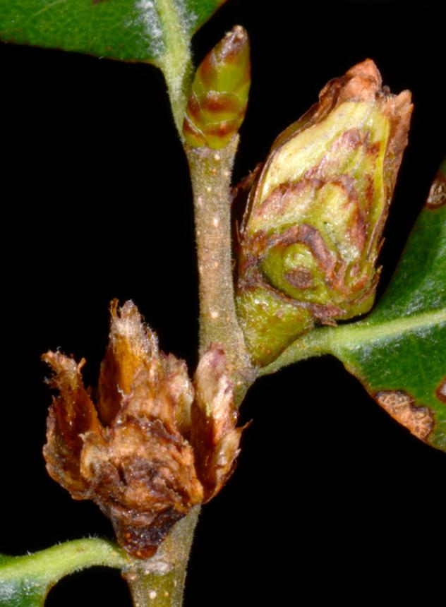 Flora of New Zealand | Gallery Profile | Fuscospora fusca