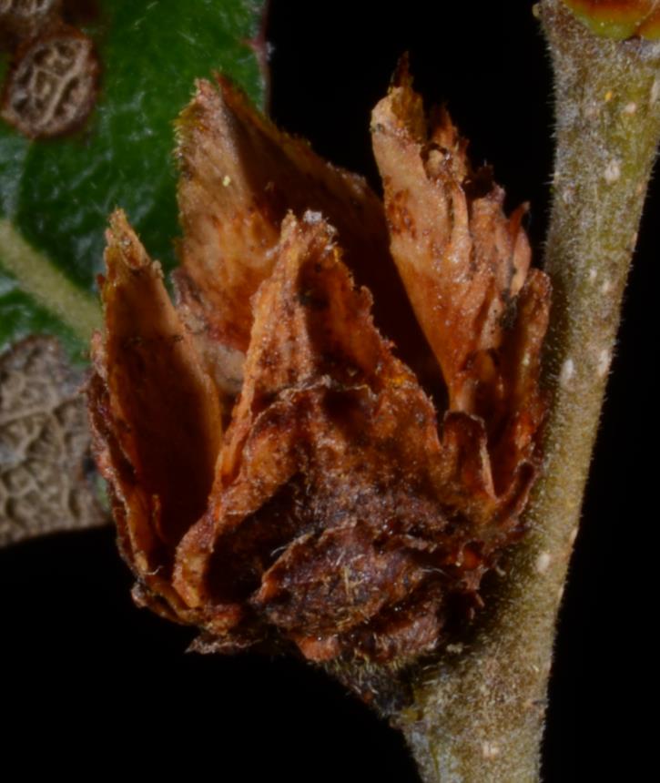 Flora of New Zealand | Gallery Profile | Fuscospora fusca