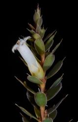 Flora of New Zealand | Taxon Profile | Styphelia nesophila