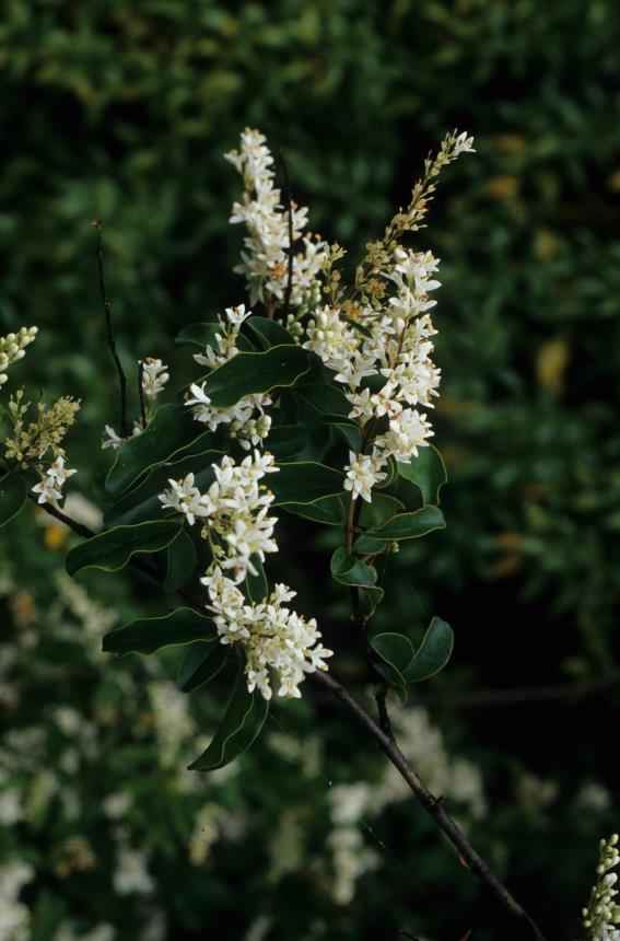 Flora of New Zealand | Taxon Profile | Ligustrum lucidum