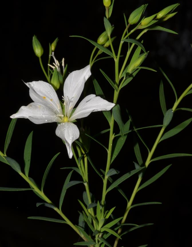 Flora of New Zealand | Taxon Profile | Linum monogynum var. monogynum