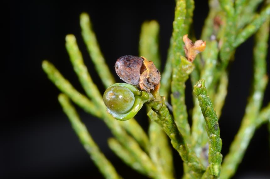 Flora of New Zealand | Taxon Profile | Manoao colensoi