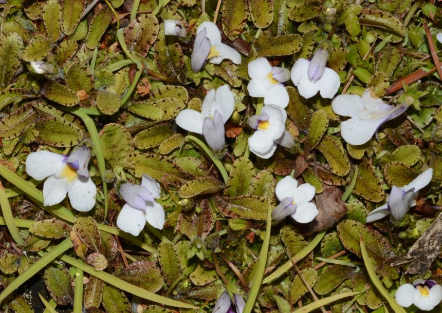 Flora of New Zealand | Taxon Profile | Mazus radicans