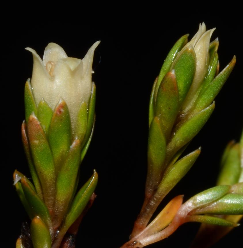 Flora of New Zealand | Taxon Profile | Schizacme novae-zelandiae