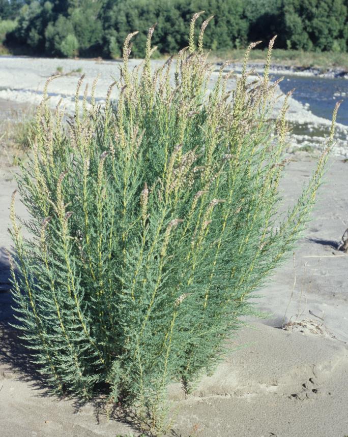 Flora of New Zealand | Gallery Profile | Myricaria germanica