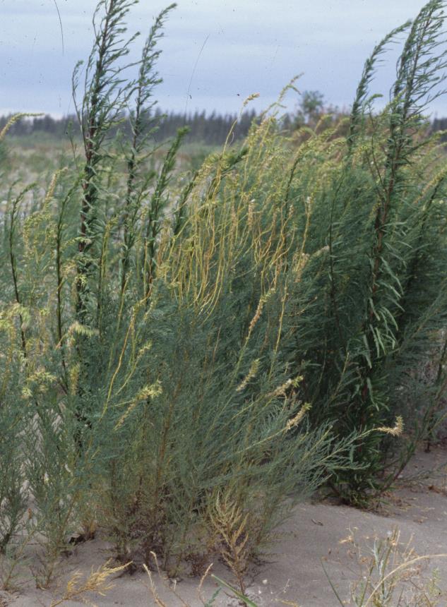 Flora of New Zealand | Taxon Profile | Myricaria germanica