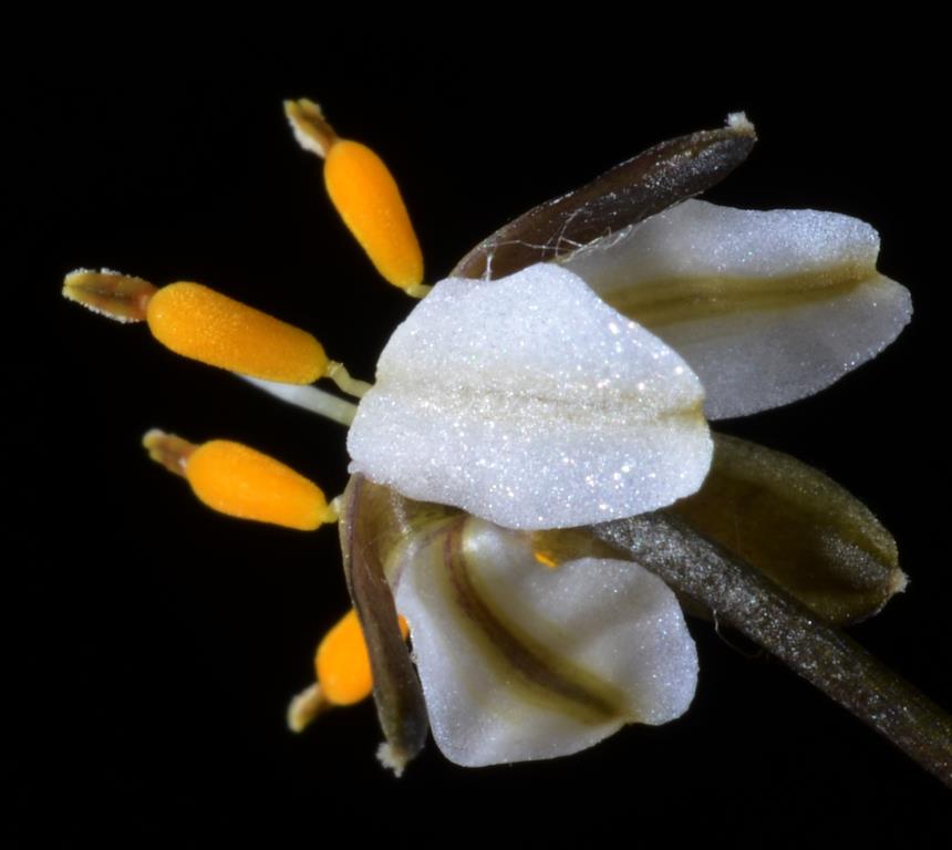 Flora of New Zealand | Gallery Profile | Dianella haematica