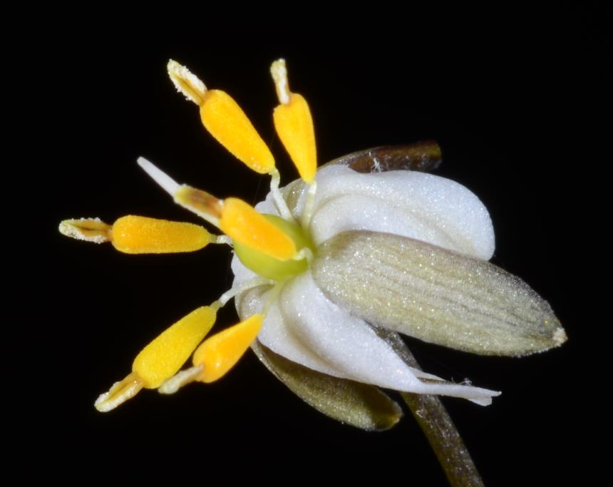 Flora of New Zealand | Gallery Profile | Dianella haematica