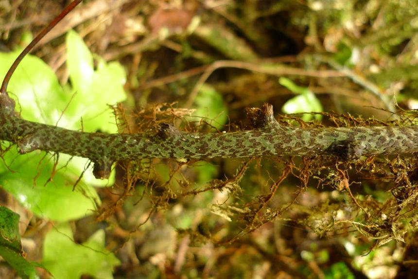 Flora of New Zealand | Taxon Profile | Microsorum pustulatum