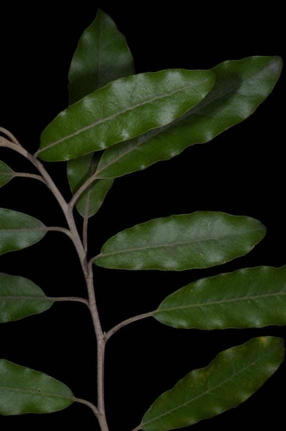 Flora of New Zealand | Taxon Profile | Olearia albida
