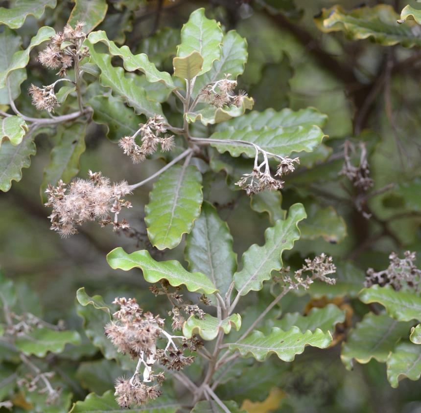 Flora of New Zealand | Taxon Profile | Olearia angulata
