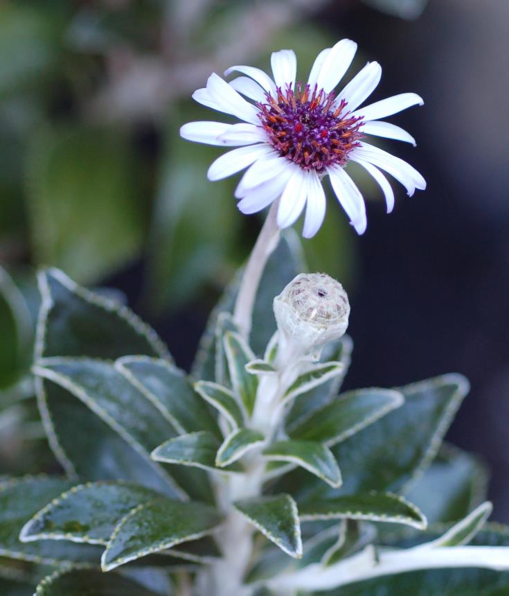 Flora of New Zealand | Taxon Profile | Olearia chathamica