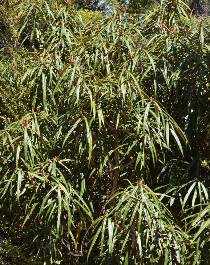 Flora of New Zealand | Taxon Profile | Olearia lacunosa