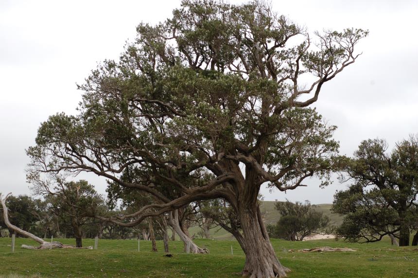 Flora of New Zealand | Taxon Profile | Olearia traversiorum