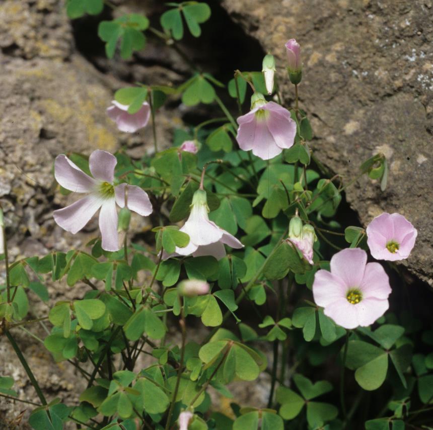 Flora of New Zealand | Taxon Profile | Oxalis latifolia