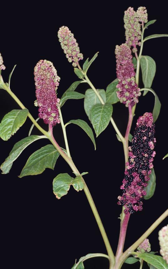 Flora of New Zealand | Taxon Profile | Phytolacca polyandra