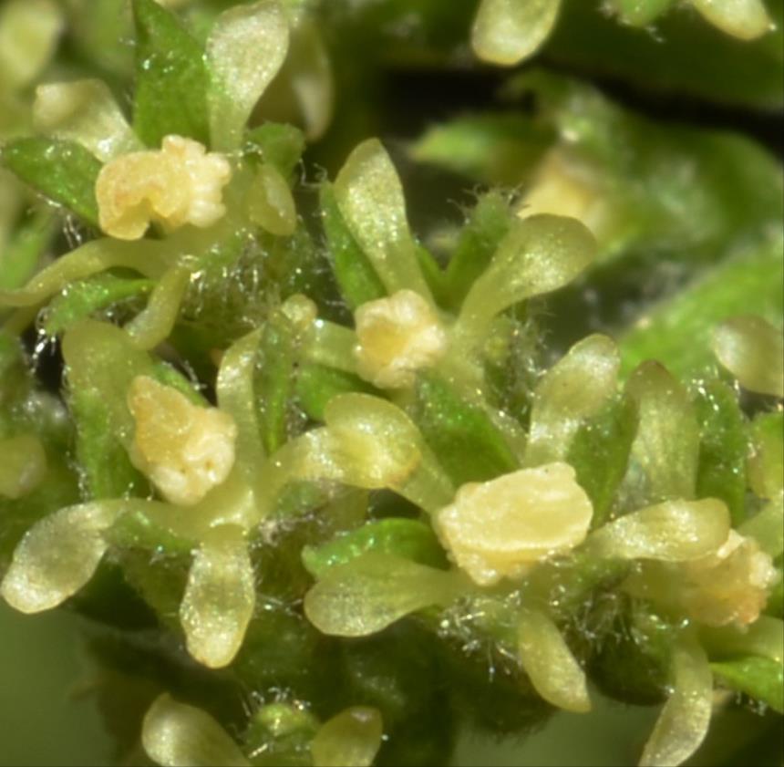 Flora of New Zealand | Taxon Profile | Plagianthus regius subsp. regius