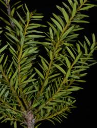 Flora of New Zealand | Gallery Profile | Podocarpus laetus