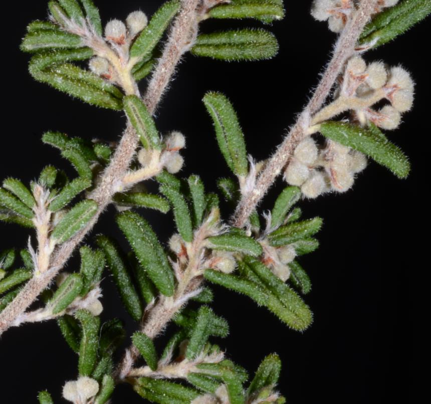 Flora of New Zealand | Taxon Profile | Pomaderris amoena