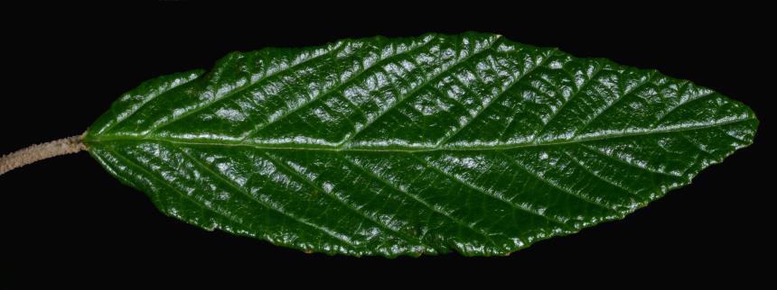 Flora of New Zealand | Gallery Profile | Pomaderris aspera