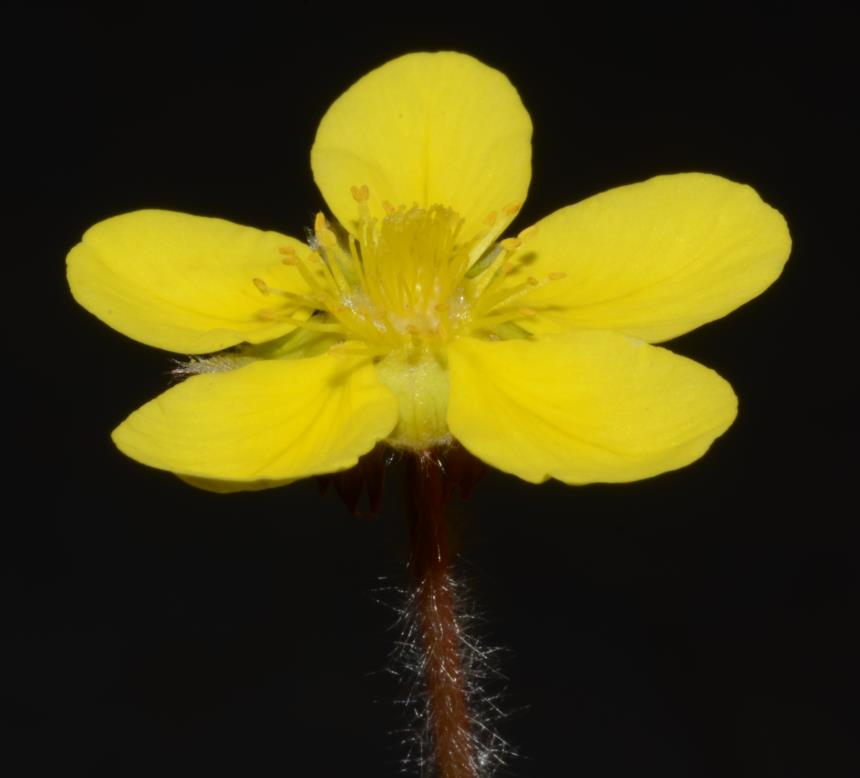 Flora of New Zealand | Taxon Profile | Argentina anserinoides
