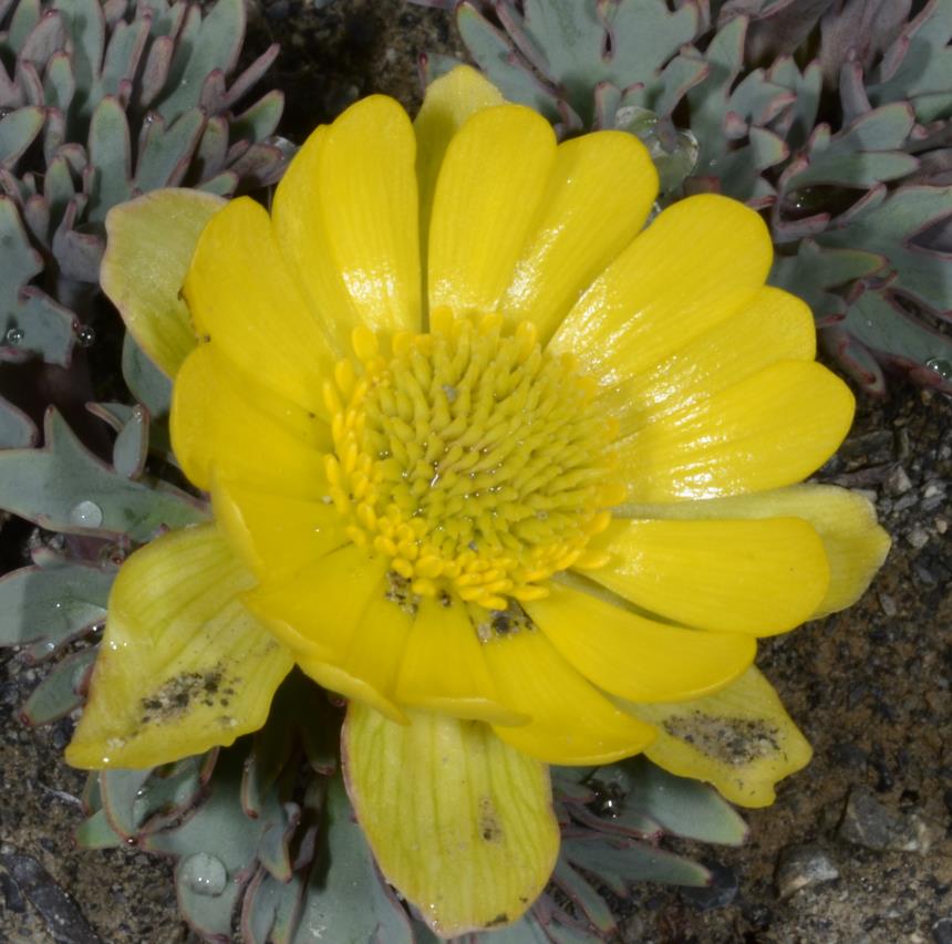 Flora of New Zealand | Gallery Profile | Ranunculus haastii