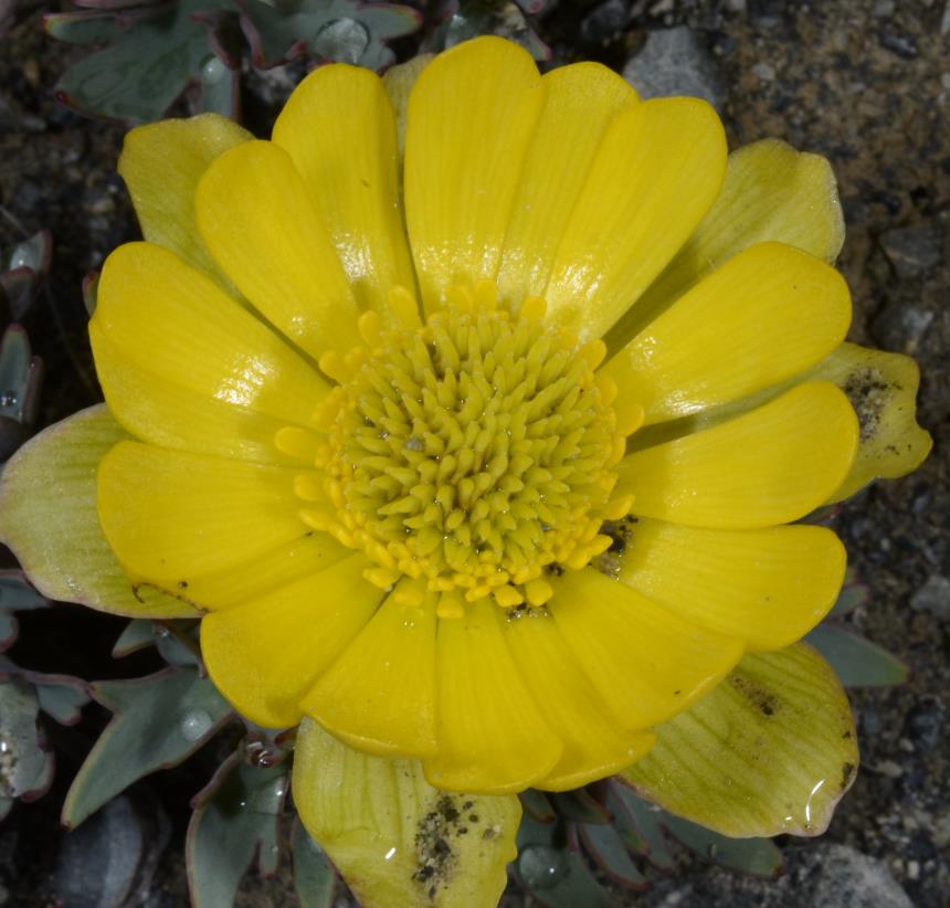 Flora of New Zealand | Gallery Profile | Ranunculus haastii