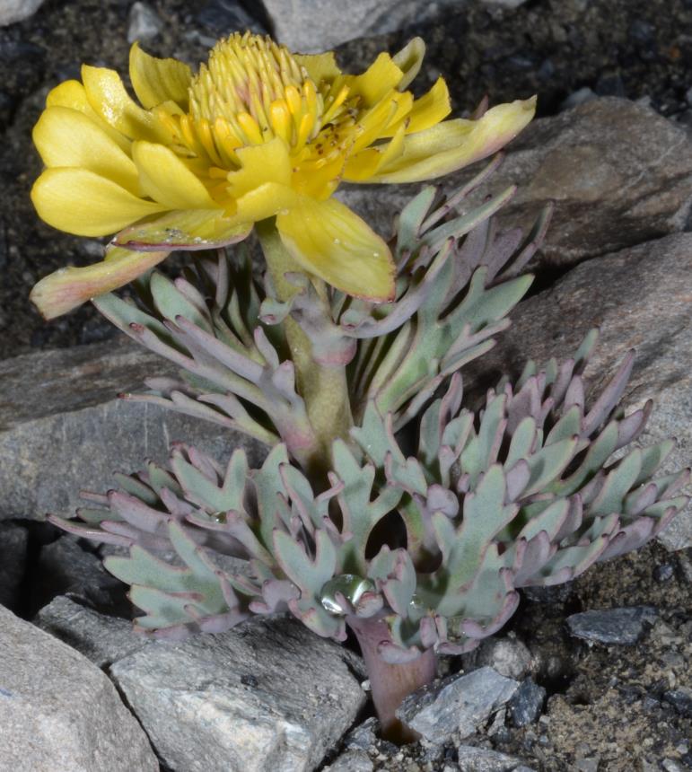 Flora of New Zealand | Gallery Profile | Ranunculus haastii
