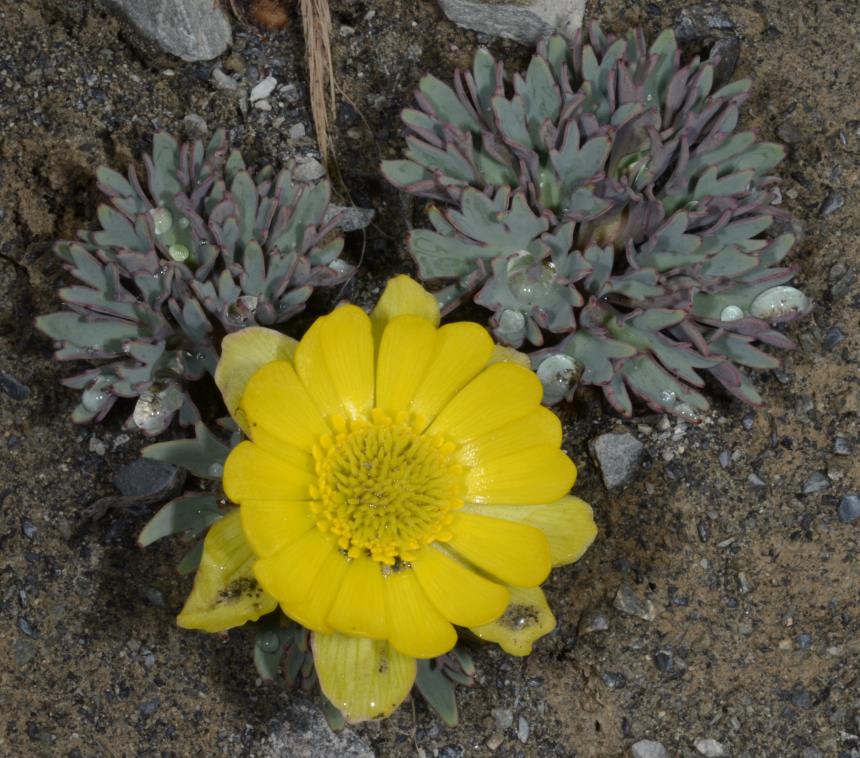 Flora of New Zealand | Taxon Profile | Ranunculus haastii