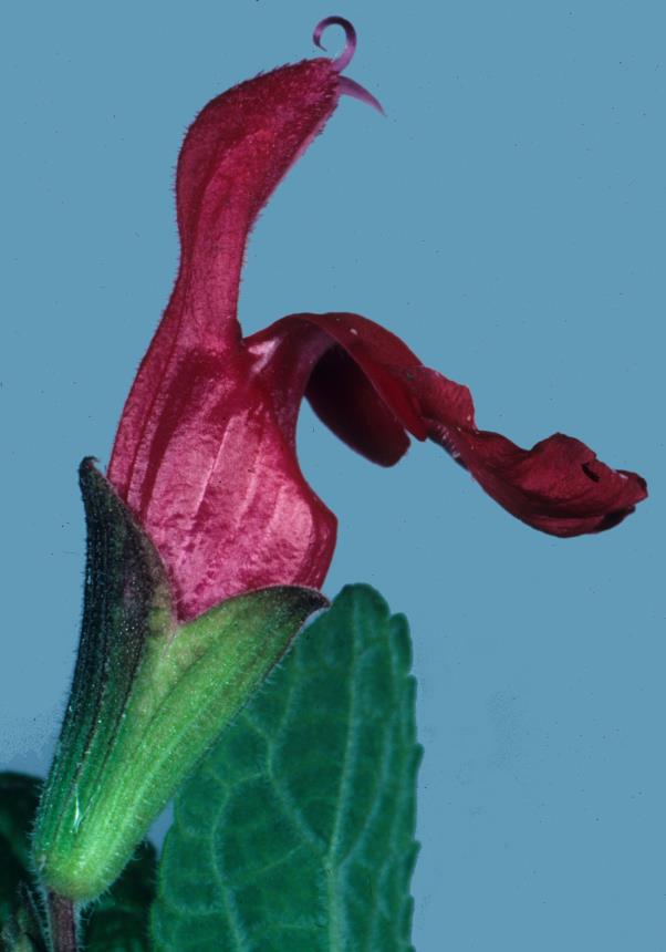 Flora of New Zealand | Taxon Profile | Salvia microphylla