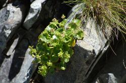 Flora of New Zealand | Taxon Profile | Azorella haastii subsp. haastii
